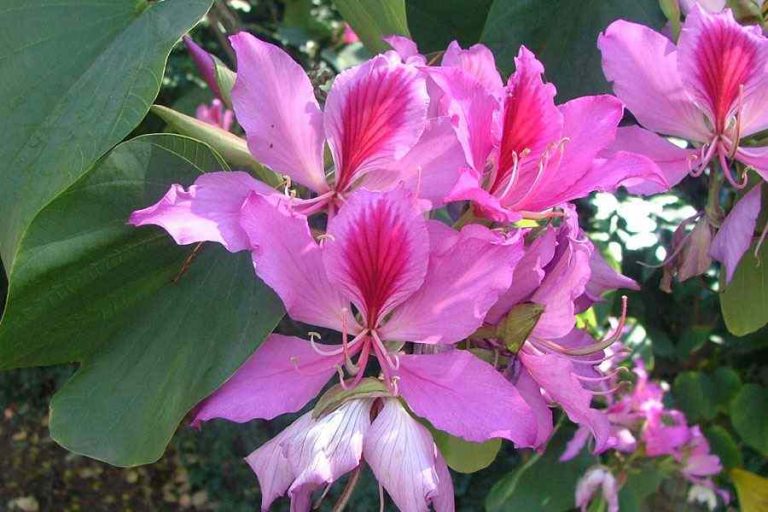 Bauhinia Care Guide: Growing the Exotic Orchid Tree