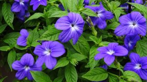 Comprehensive Guide on Growing and Caring for Browallia