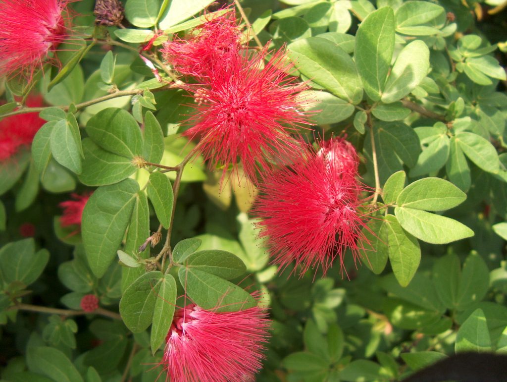 Calliandra Plant Care: A Comprehensive Guide to Growing Stunning Blooms
